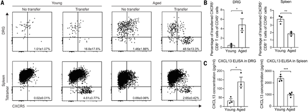 Science：为什么老年人神经损伤后难以恢复？可逆的CD8+ T细胞与神经元交流导致衰老依赖的神经再生衰退 - 知乎