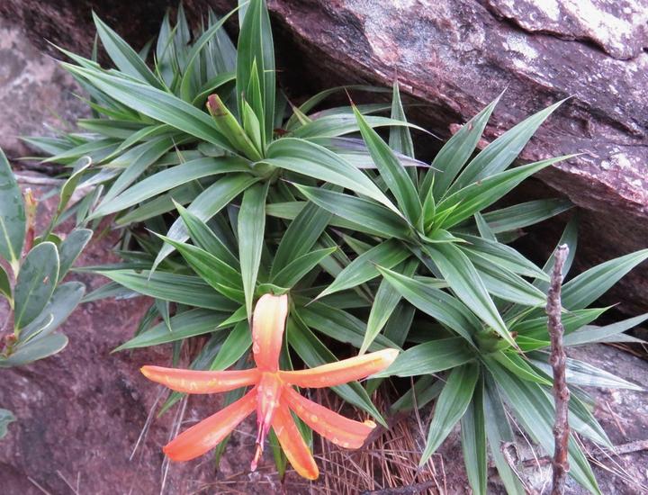 多肉植物全图鉴12：翡若翠科（Velloziaceae），杯若翠属（Barbacenia） - 知乎