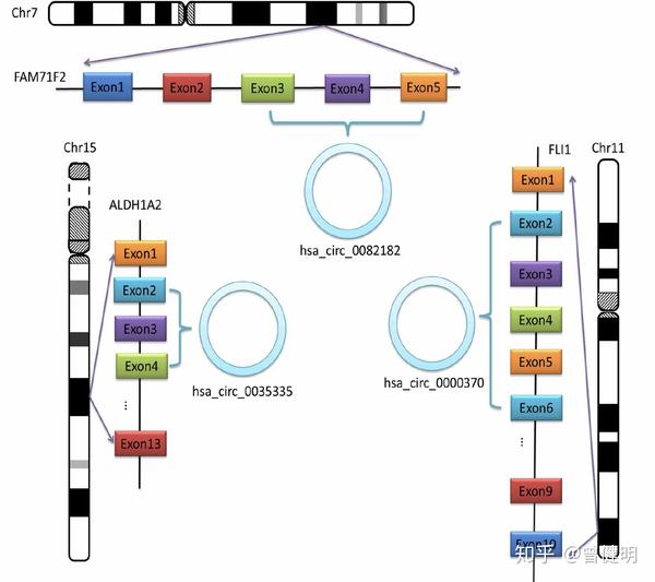 如何理解circRNA - 知乎