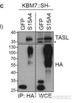 【Nature论文拆解】SLC15A4相关的适配器TASL,通过TLR7-9活化IRF5 - 知乎