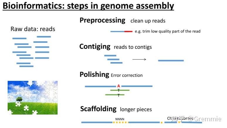 从头全基因组组装De novo whole genome assembly - 知乎