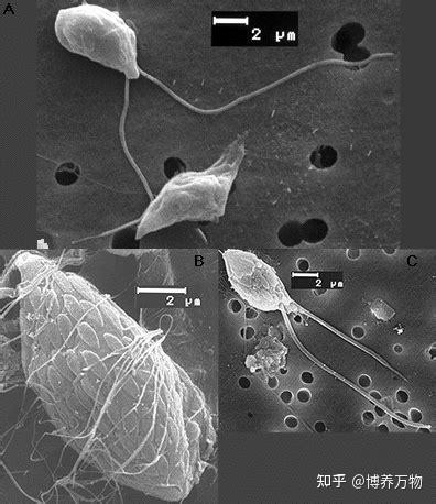 网鞭虫门Telonemⅰa ：形态特征最原始的色藻，却身世成谜 - 知乎