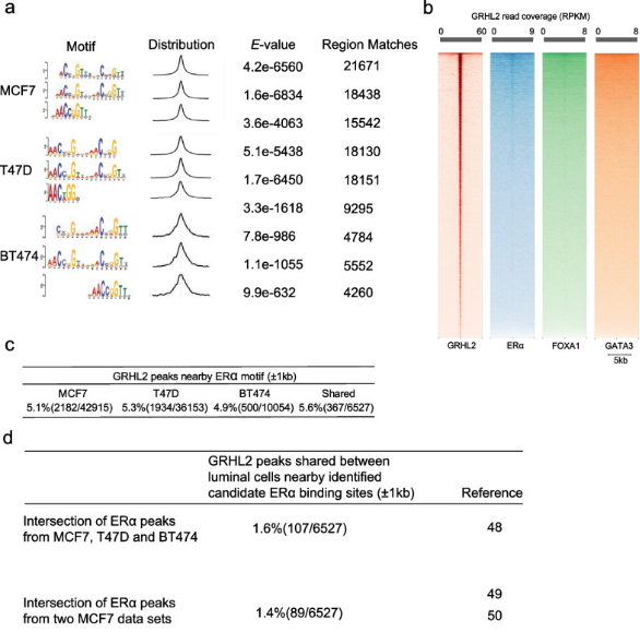 Cell Commun Signal｜ChIP-seq和Bru-seq揭示转录因子GRHL2在管腔型乳腺癌中的调控网络 - 知乎