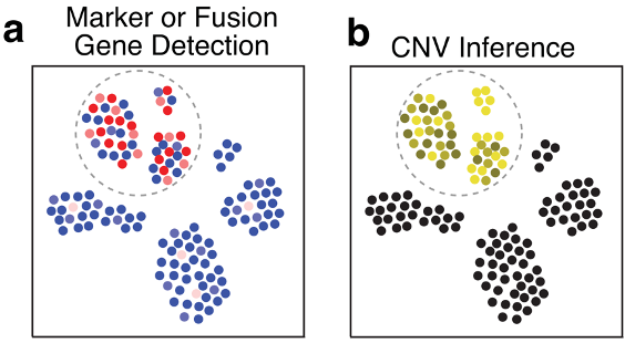 Vernacular｜InferCNV 帮你从单细胞数据中挑出“害群之马”--肿瘤细胞 - 知乎