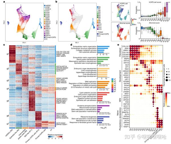 hCiPSC 化学诱导重编程人多能干细胞 | Chemical reprogramming of human somatic cells to ...