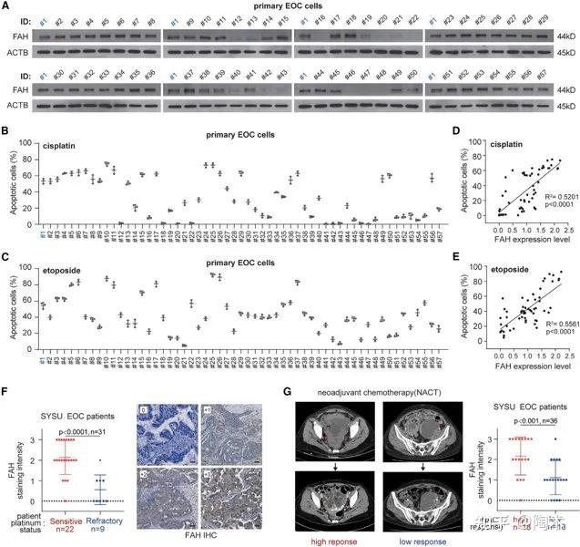 Cell Metabolism：中山大学团队首次揭示酪氨酸增强癌症化疗效果的背后机制！ - 知乎