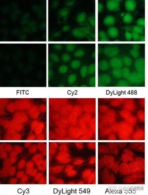 菁染料Cy7|Cy5|Cy5.5|Cy3荧光标记介绍 - 知乎