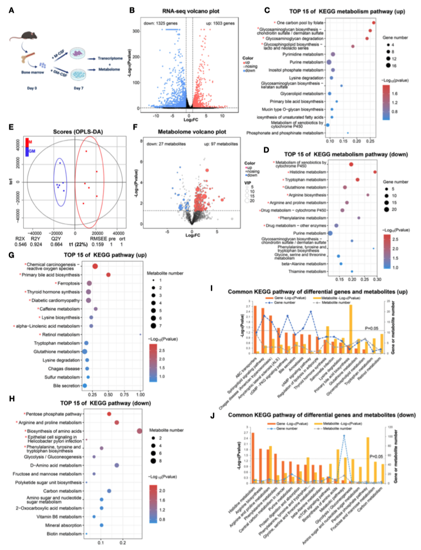 Front. Immunol丨转录组和代谢组的综合分析揭示了 GM-CSF 和 M-CSF 分化的小鼠巨噬细胞的代谢编程过程 - 知乎