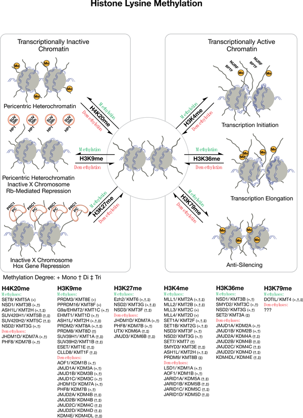 组蛋白甲基化修饰（Histone Lysine Methylation） - 知乎
