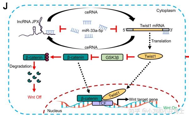文献精读{ceRNA+肺癌}I：什么是ceRNA - 知乎