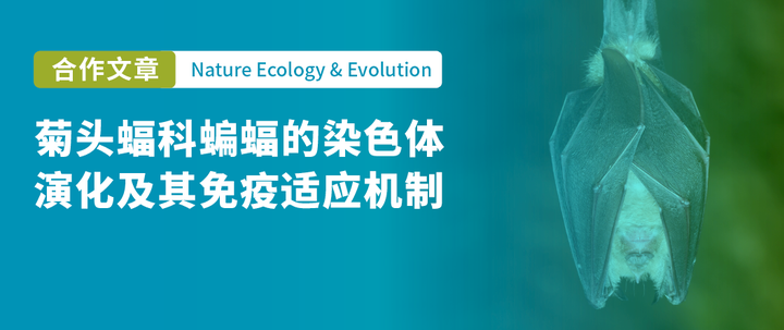 合作文章Nat Ecol Evol（IF：13.9） | 比较基因组学揭示了菊头蝠科蝙蝠的染色体演化及其免疫适应机制 - 知乎