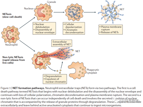 聚焦国自然热点之中性粒细胞胞外诱捕网（NETs），原来中性粒细胞也会叛变！ - 知乎