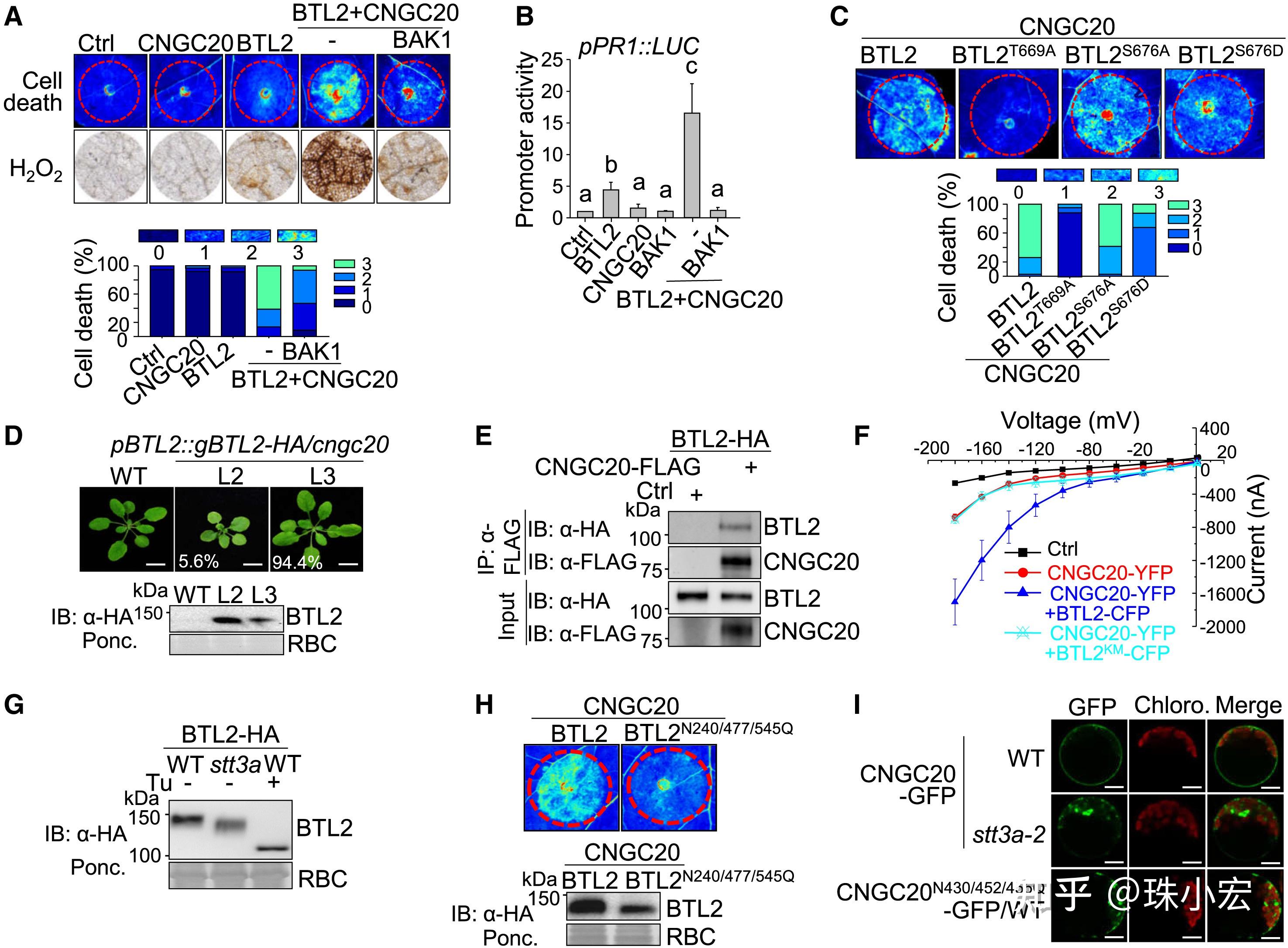 Cell 一个磷酸化开关限制了植物免疫中BTL2介导的植物细胞因子信号传导 - 知乎