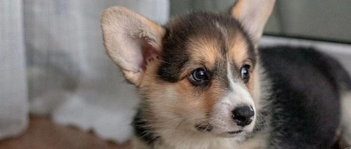 程序员的福音 - Apache Commons Exec - 知乎