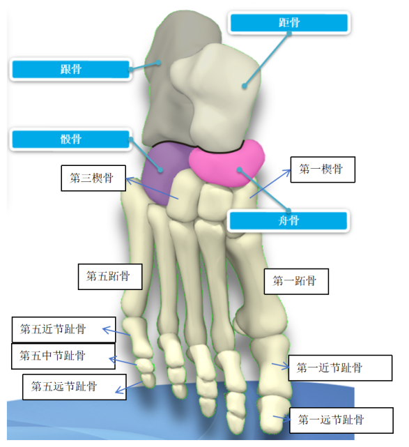 足够科学足的关节解剖——足部主要关节介绍 知乎 6175