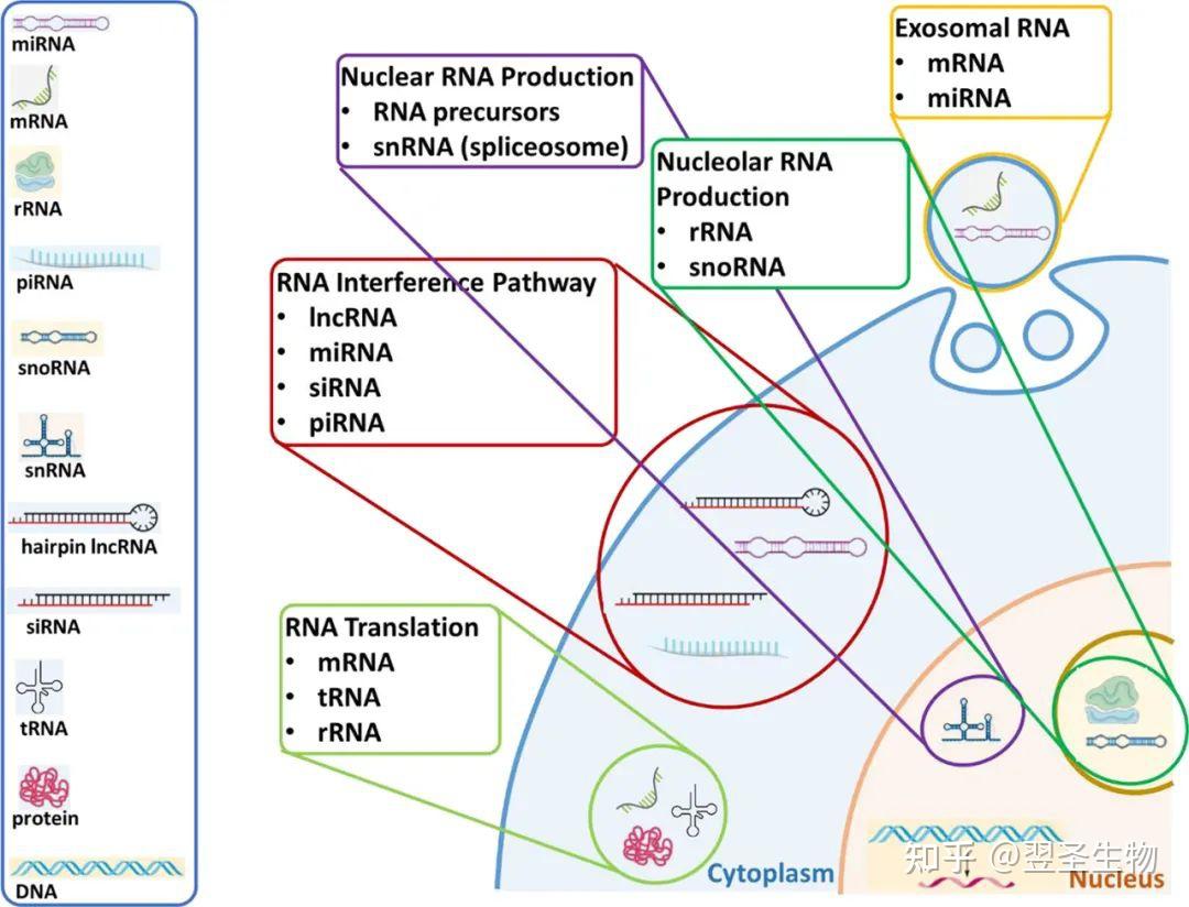 深度综述：RNA疗法的进展与展望 - 知乎