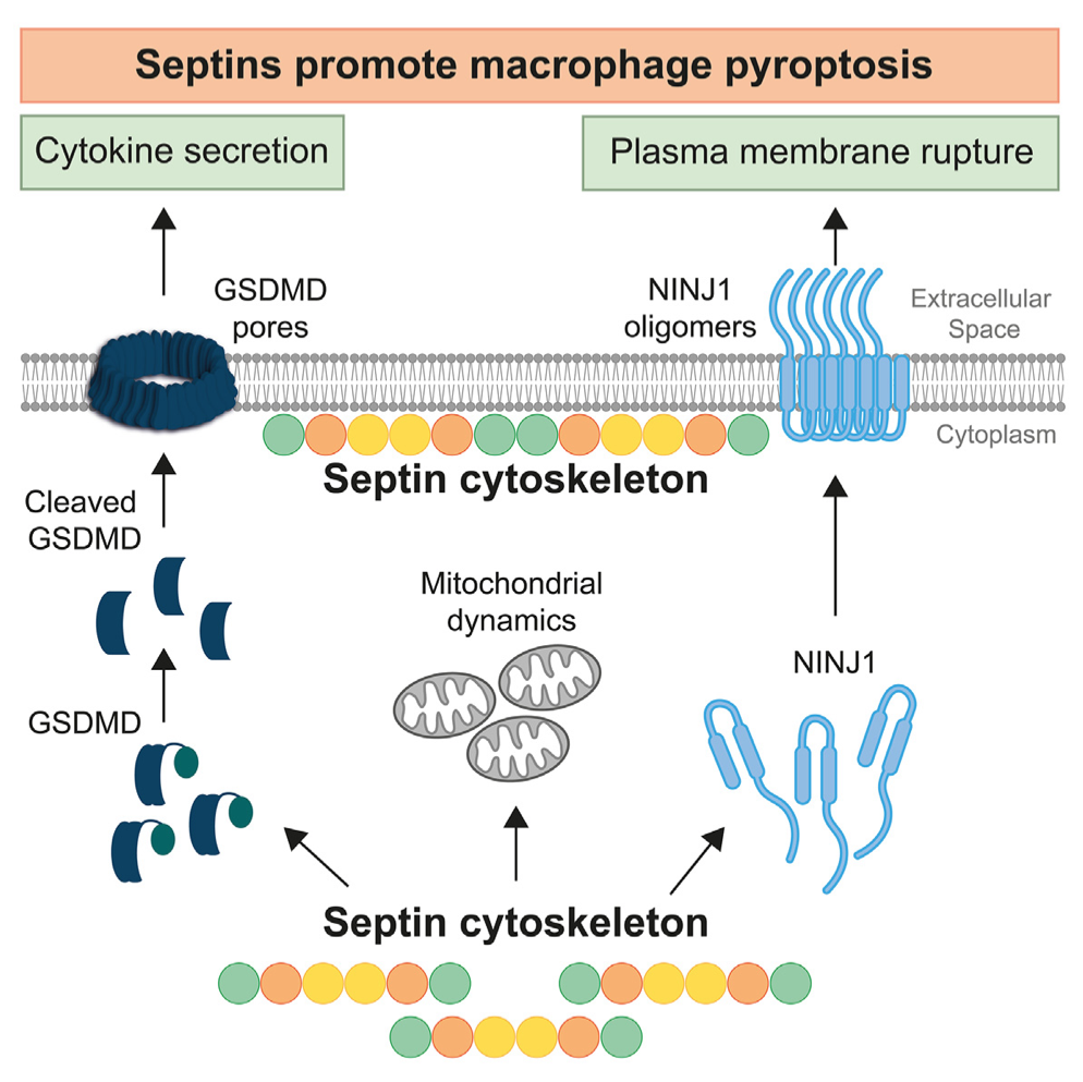 Cell Chemical Biology丨Septins通过调节GSDMD和NINJ1介导的细胞膜破裂来促进巨噬细胞的焦亡 - 知乎