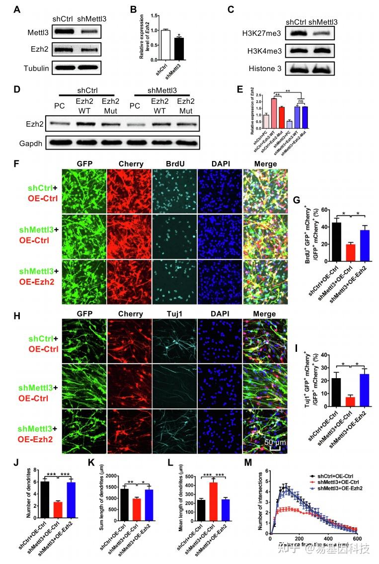干货系列：高通量测序后的下游实验验证方法——m6A RNA甲基化篇｜易基因 - 知乎