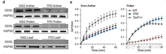 Nature|自私基因促进玉米的驯化和多样性 - 知乎