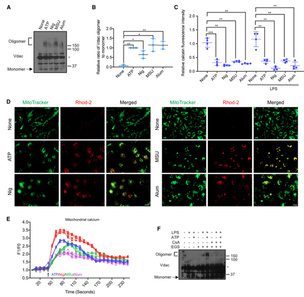 Immunity丨mtDNA如何释放以及点燃“自体炎症之火” - 知乎