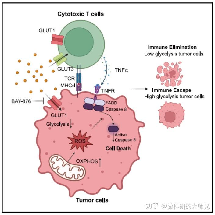 课题思路解析 | 烂大街的肿瘤单基因研究如何讲一个好的story并发在Cell子刊？ - 知乎