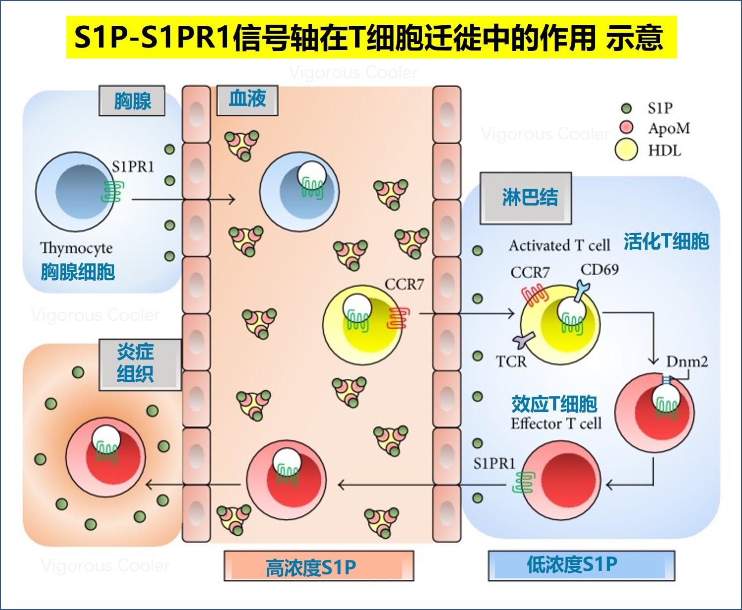 现代医药典范——芬戈莫德 发现与改进之路【新冠感染免疫损伤之潜在有效药物巡礼】 - 知乎