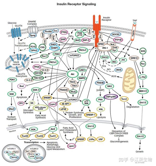 insulin