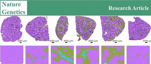 Stereo-seq与scRNA-seq强强联合 | Nature Genetics背靠背绘制小鼠肝脏时空转录图谱 - 知乎