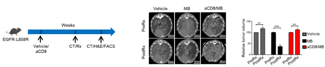 药效纵向研究新利器？Micro-CT影像技术在药物临床前小鼠药效模型上的应用 - 知乎