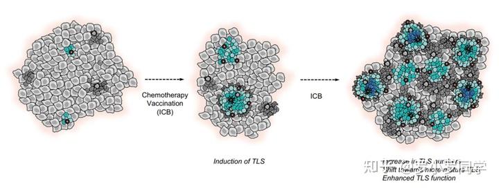 肿瘤免疫新热点：瘤内三级淋巴结构（TLS）的全面解析 - 知乎