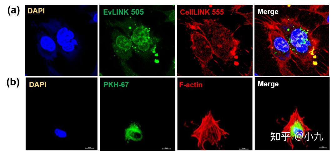 EvLINK+CellLINK双染策略，更真实的外泌体摄取 - 知乎