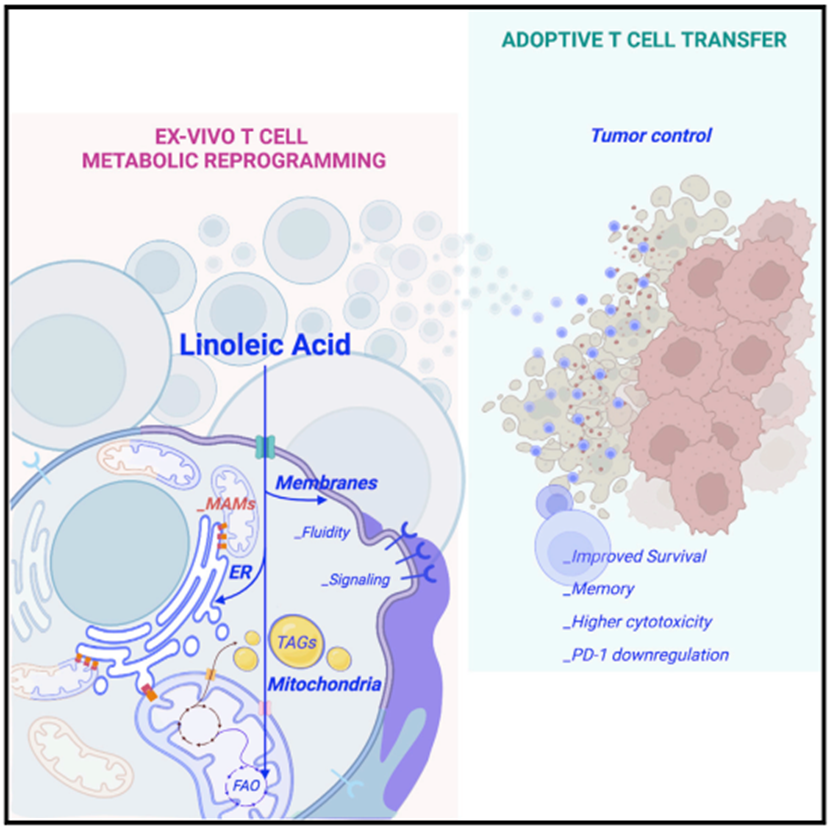 Cell Metab | 亚油酸增强CD8+细胞代谢适应性和抗肿瘤免疫 - 知乎