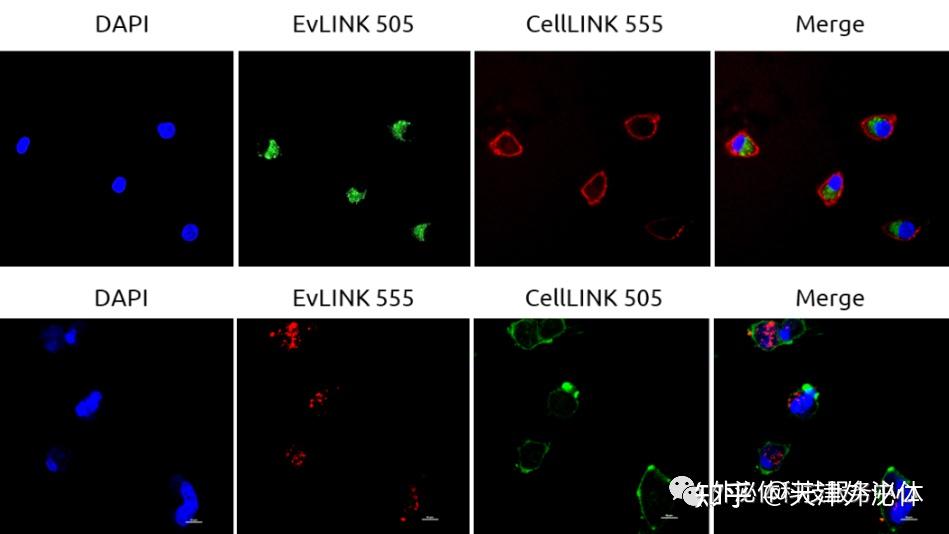 文献解读：一个表格让你全懂PKH标记外泌体！ - 知乎