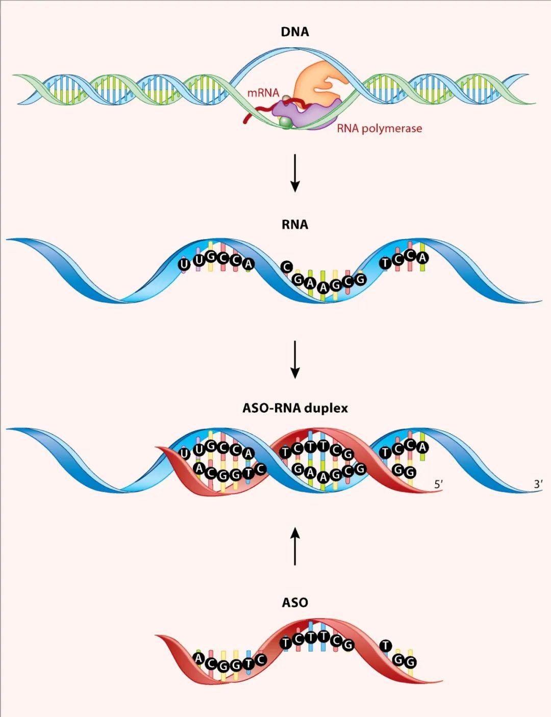 RNA药物研发行业研究报告 | 多维观点 - 知乎