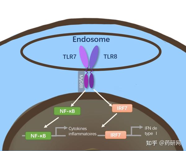 TLR7/8激动剂有望重塑肿瘤免疫赛道新规则 - 知乎