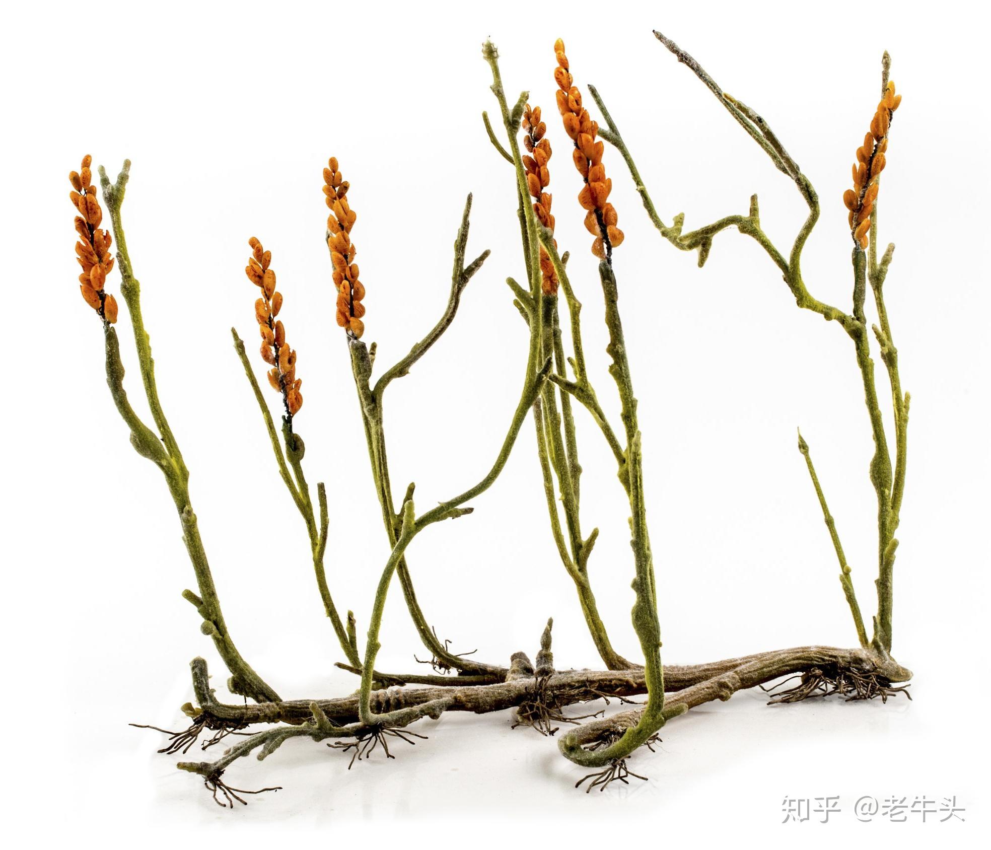 植物是怎么分类的？