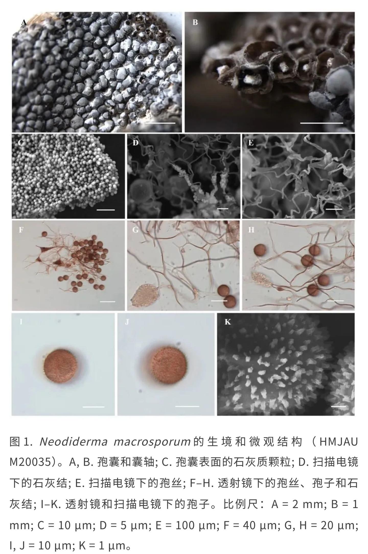 Mycology | “中国菌物目录”第四篇——中国钙皮菌科Didymiaceae和绒泡菌科Physaraceae的新分类群、组合和报告 - 知乎