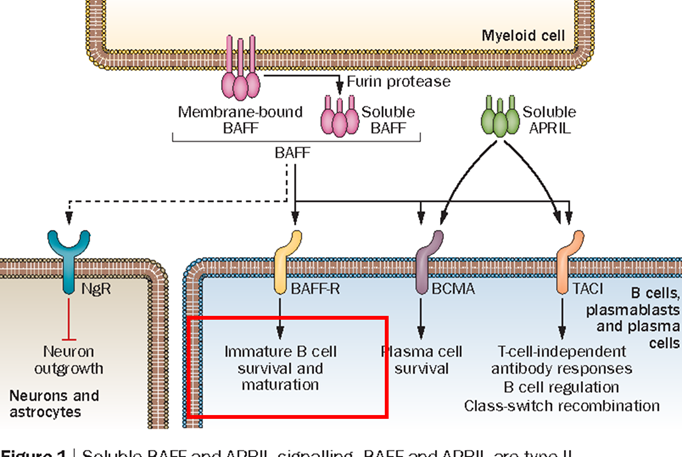 关于红斑狼疮的新药贝利尤单抗请问哪位有详细的了解？ - 知乎
