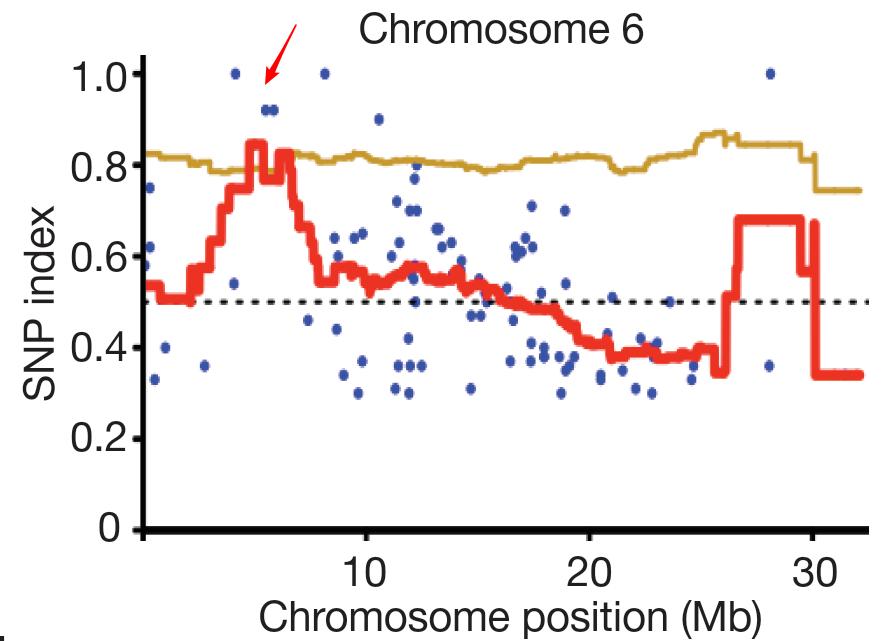 使用MutMap快速定位突变基因：原理篇 - 知乎