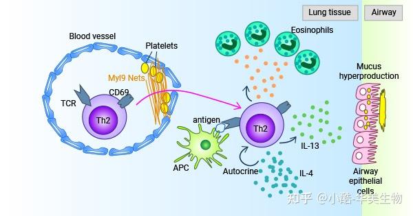 MYL9：肌球蛋白“细胞动力马达”家族一员，癌细胞迁移动力靶点？ - 知乎