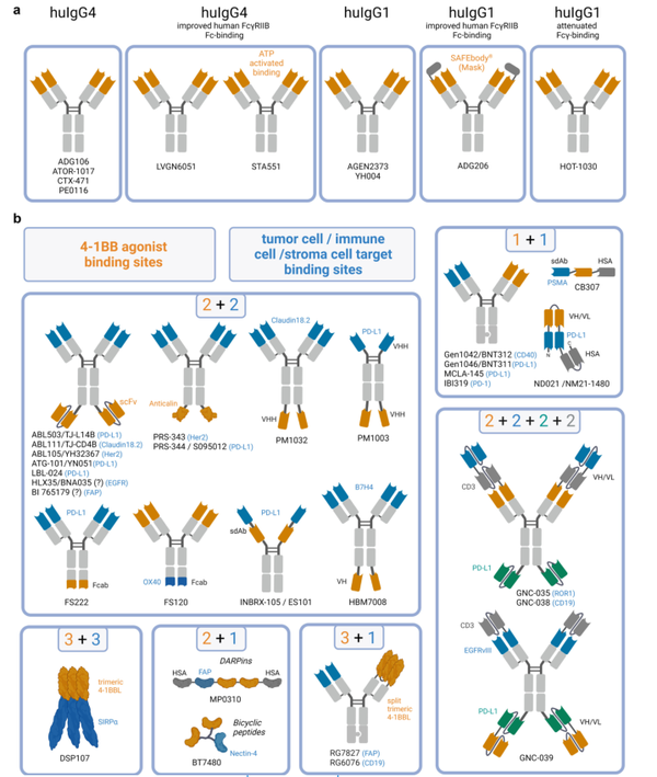 新一代4-1BB激动剂的开发 ：旨在更安全、有效 - 知乎