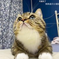 onnxruntime编译 - 知乎