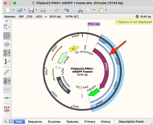 SnapGene操作指南 | 如何从DNA序列得到蛋白质序列 - 知乎