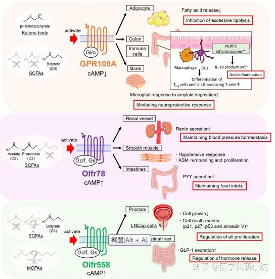 Pharmacol Ther：短链脂肪酸受体和肠道菌群作为代谢、免疫和神经系统疾病的治疗靶点 - 知乎