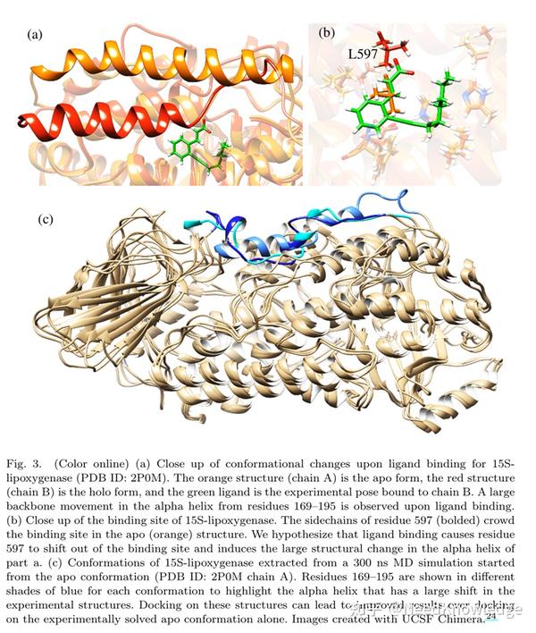 Using molecular docking and molecular dynamics to investigate protein ...