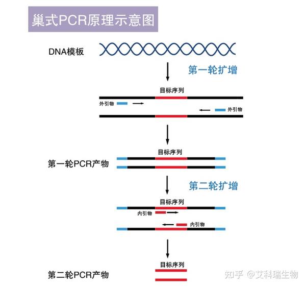 学会这四种PCR，离PCR大神更近一步！ - 知乎
