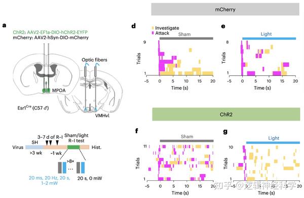 Nat Neurosci︱纽约大的Dayu Lin 团队揭示抑制对强敌发起攻击的下丘脑通路 - 知乎
