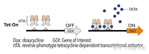 基因表达调控技术—Tet-On 可诱导过表达系统 - 知乎