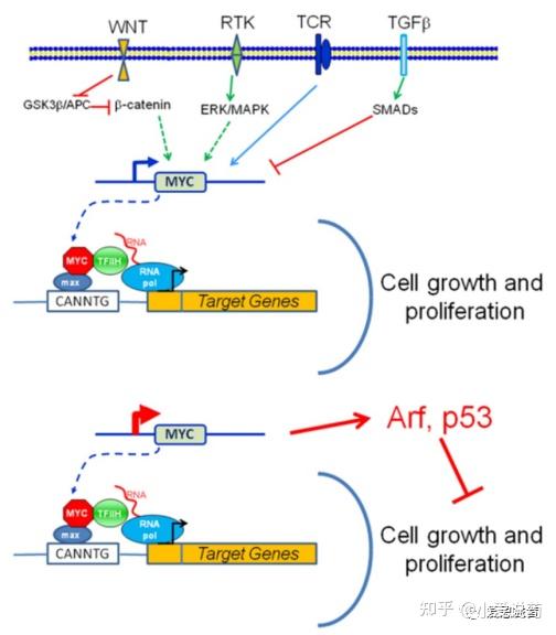 《普创新》全面助力新药研发，挑战“不可成药”靶点之_C-Myc - 知乎