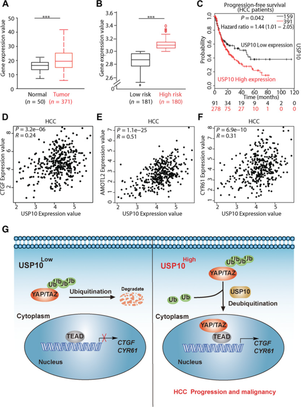 USP10通过去泛素化和稳定YAP/TAZ促进肝细胞癌的增殖 - 知乎